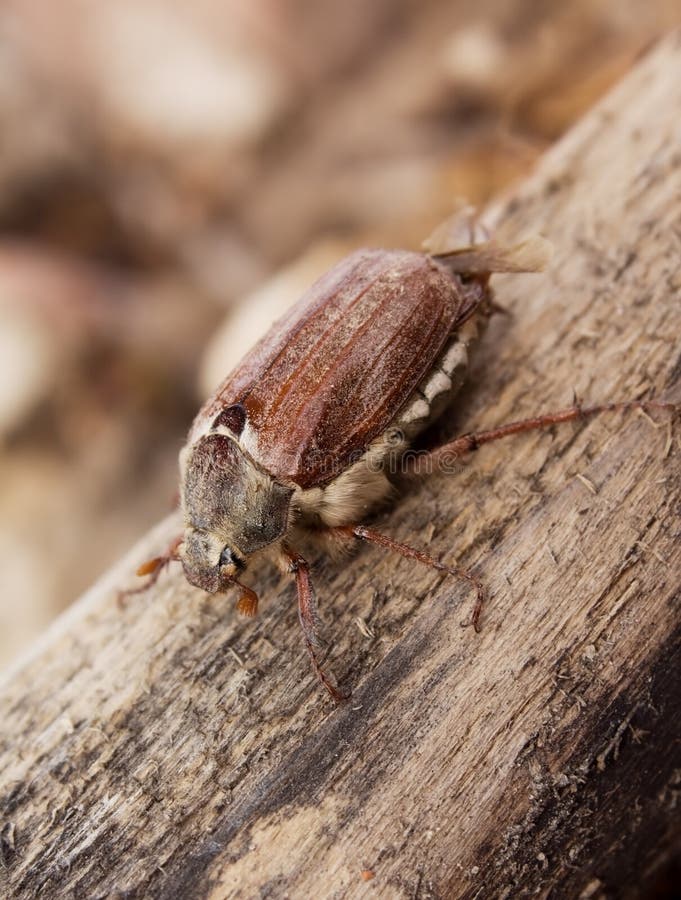 May-bug beetle stock image. Image of insect, chafer, brown - 9724663