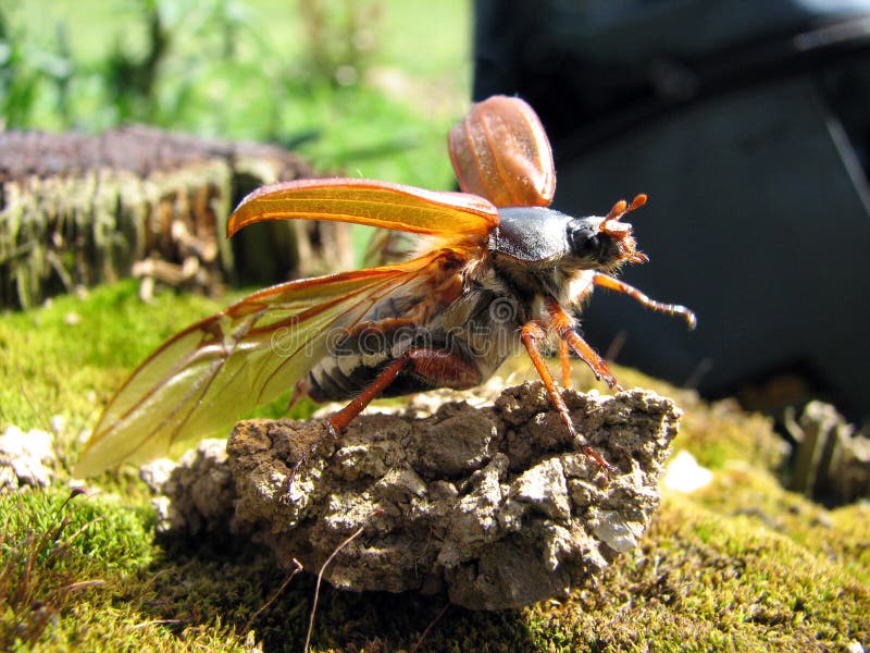 May bug stock image. Image of macro, flying, beetle, wing - 34205095