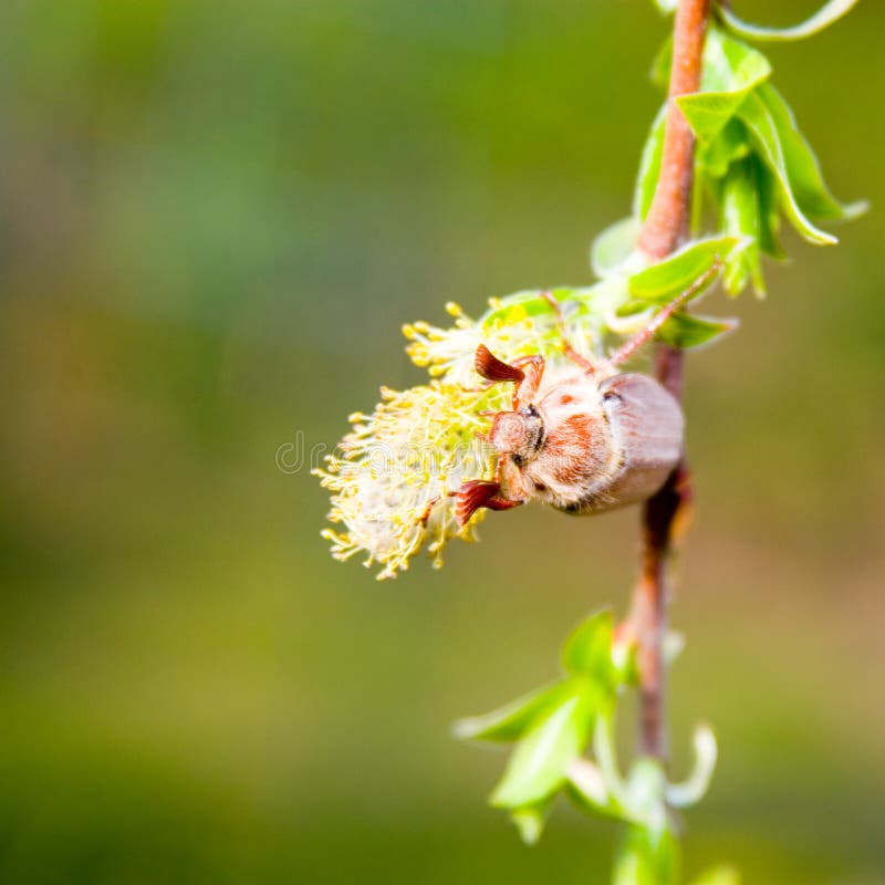 May-bug on a branch stock image. Image of green, close - 13870823
