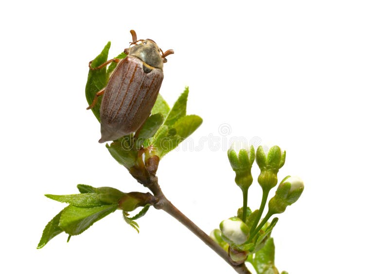 May bug flying stock image. Image of closeup, cockchafer - 21892689