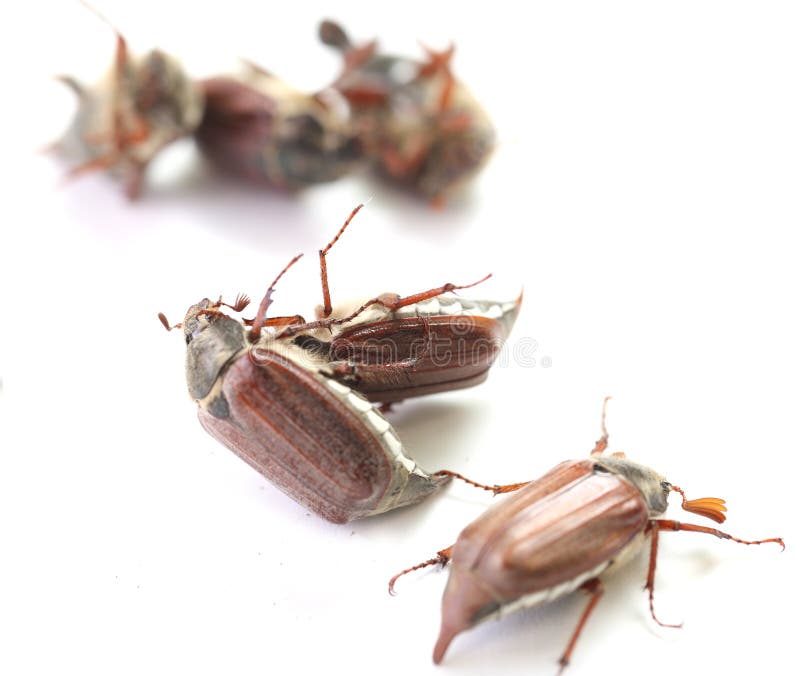 May-bug stock photo. Image of animal, pest, pets, people - 55913958