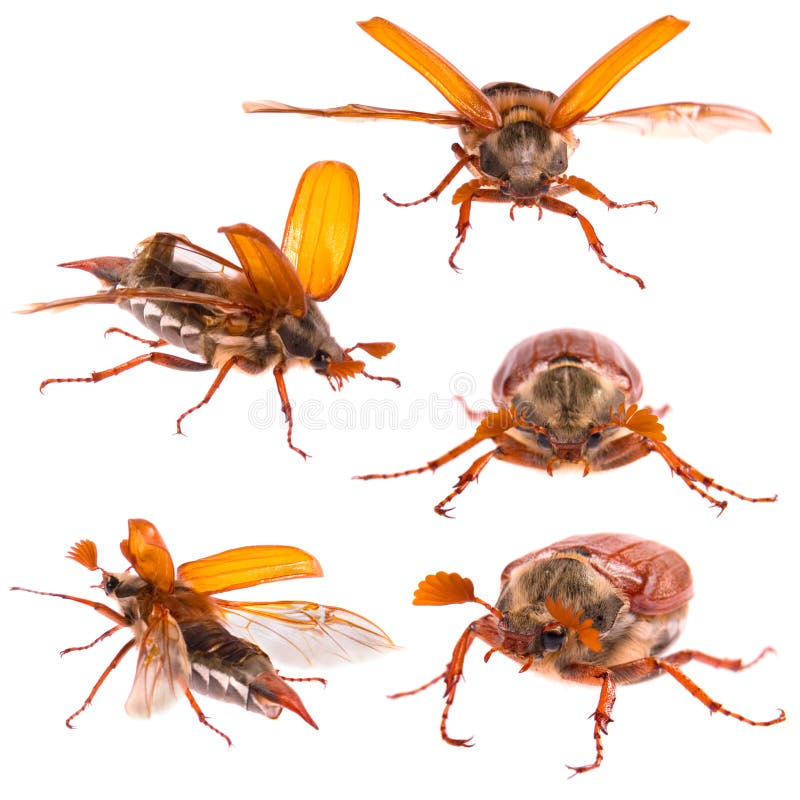 May bug flying stock image. Image of closeup, cockchafer - 21892689