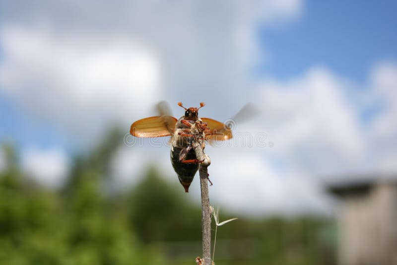 May bug stock image. Image of orange, life, flap, summer - 36857835