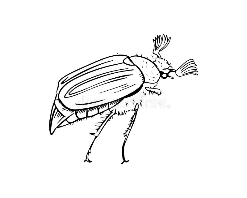 May Bug Hand-drawn in the Style of Black and White Graphics Stock ...