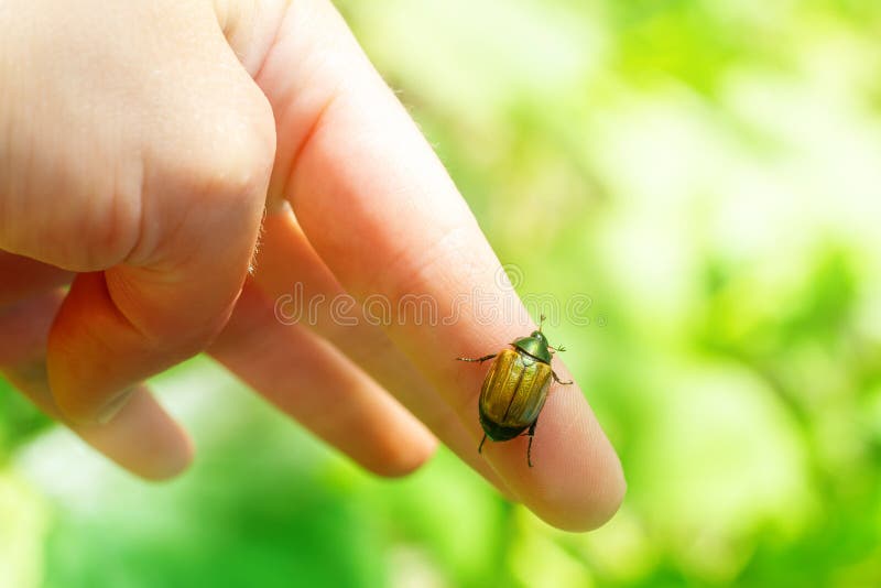 May Bug on Hand. Maybug in the Sun Stock Image - Image of insect ...