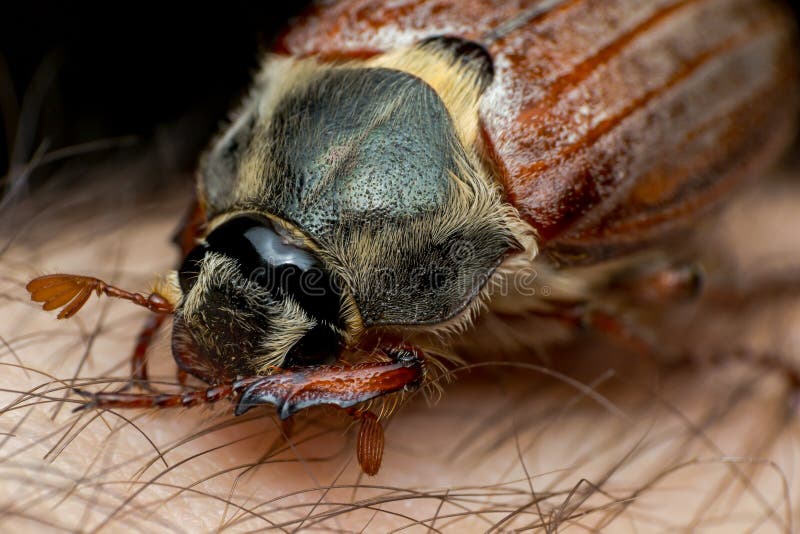 May Bug on the Human Skin Surface Stock Photo - Image of beetle, season ...