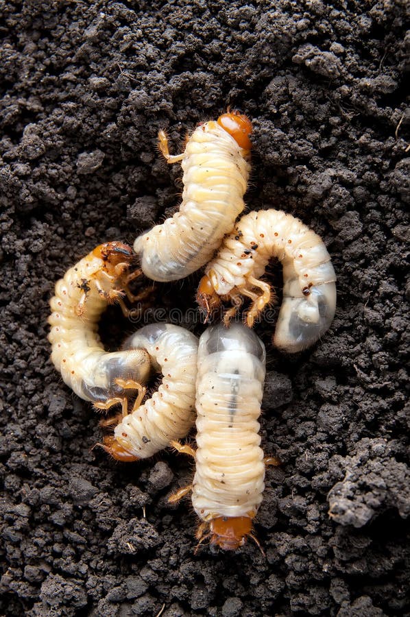 Pests Control, Insect, Agriculture. Larva of Chafer Eats Plant Root ...