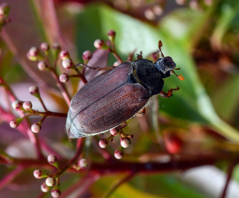 May Bug on the Leaf of a Plant Stock Photo - Image of pest, beatle ...