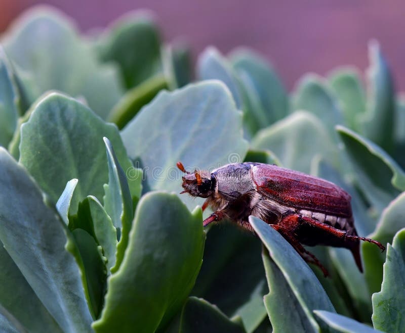May Bug on the Leaf of a Plant Stock Image - Image of closeup, green ...