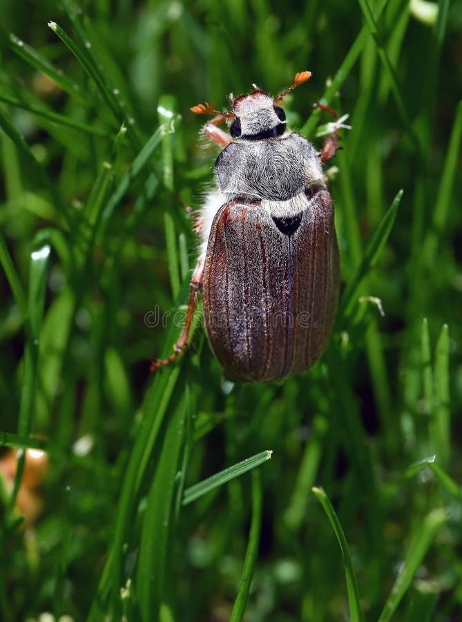 May Bug on the Leaf of a Plant Stock Photo - Image of macro, focus ...