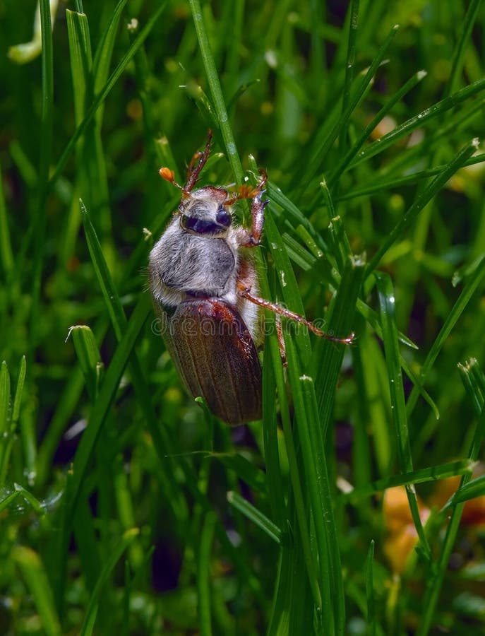 May Bug on the Leaf of a Plant Stock Photo - Image of dorbug, eating ...