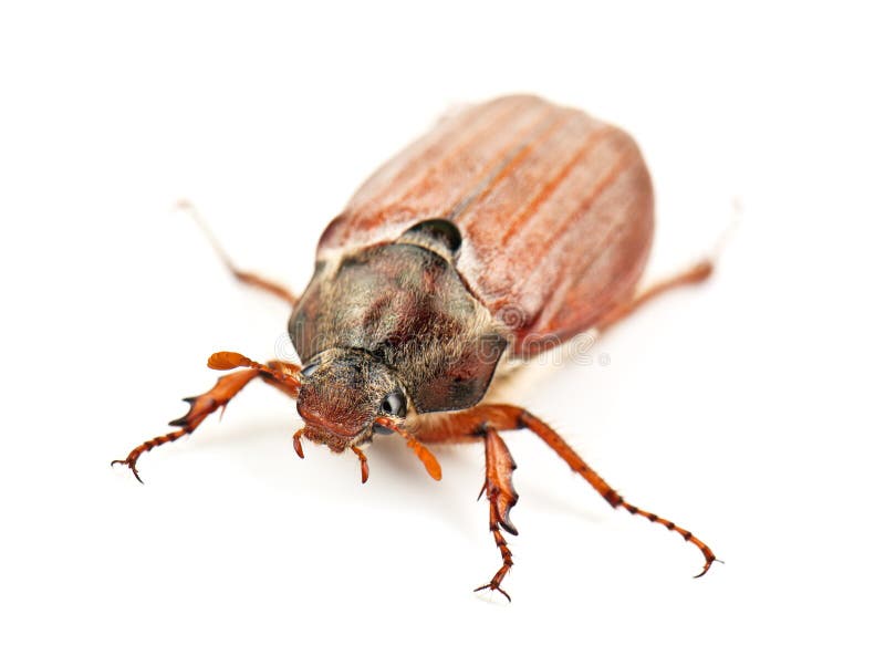 May bug flying stock image. Image of closeup, cockchafer - 21892689
