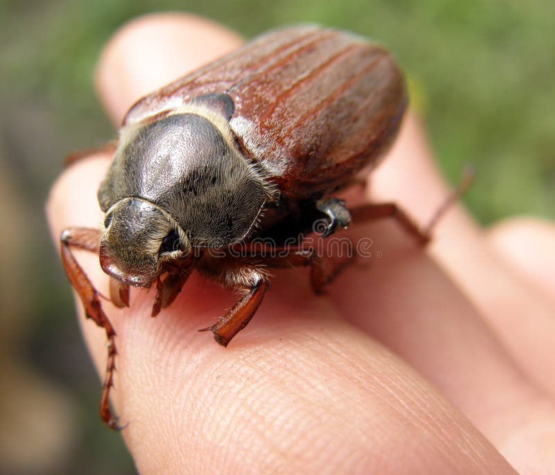 May bug macro stock image. Image of female, macro, finger - 17357429