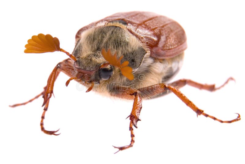 May bug stock image. Image of insect, brown, white, studio - 81235379