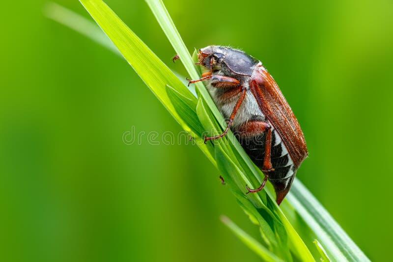 May bug stock photo. Image of portrait, close, insect - 17158458