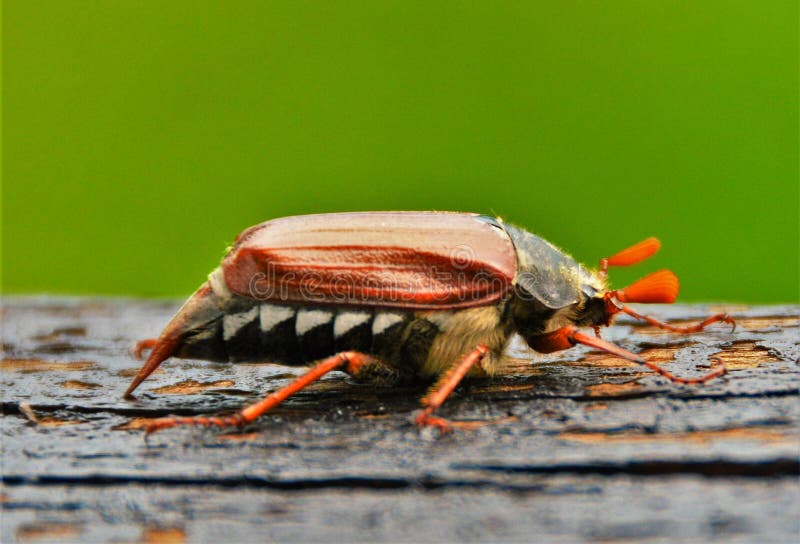 The may bug melolontha stock image. Image of nature - 186715567