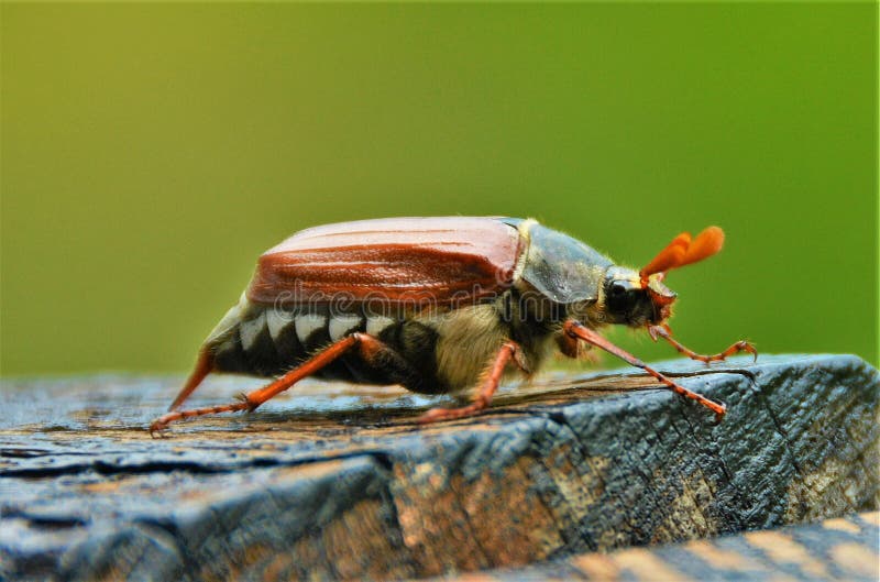 The may bug melolontha stock photo. Image of people - 186715574