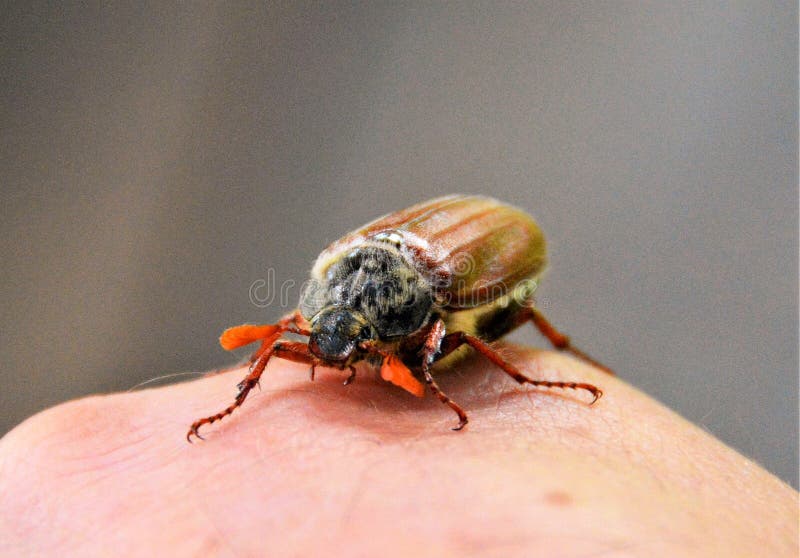 The may bug melolontha stock image. Image of beetle - 186715585