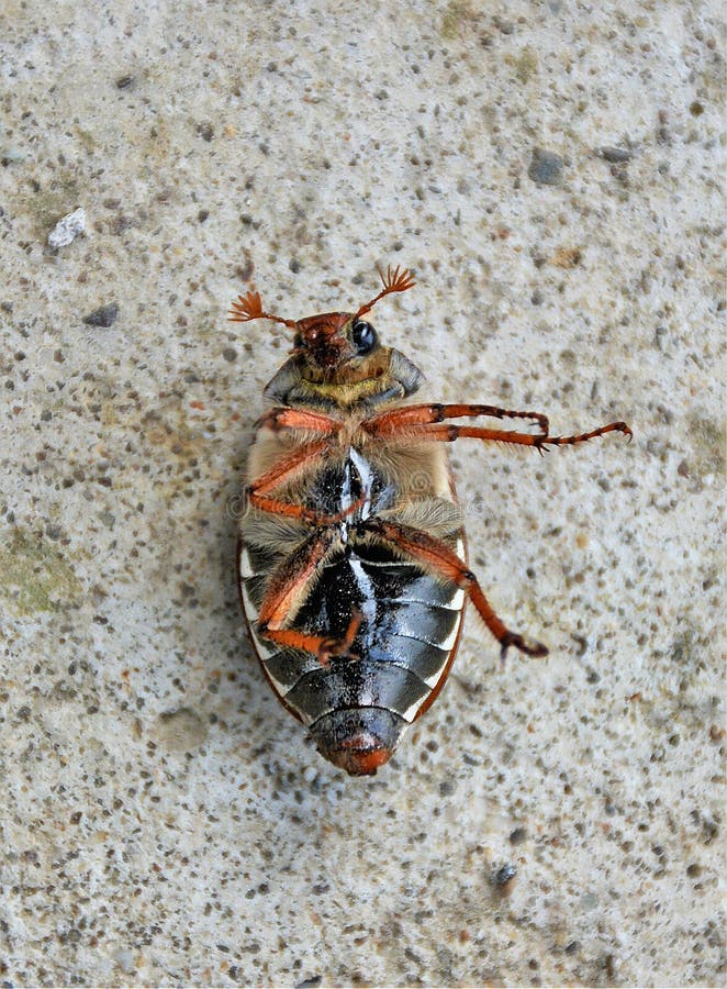 The may bug melolontha stock photo. Image of detail - 186715600