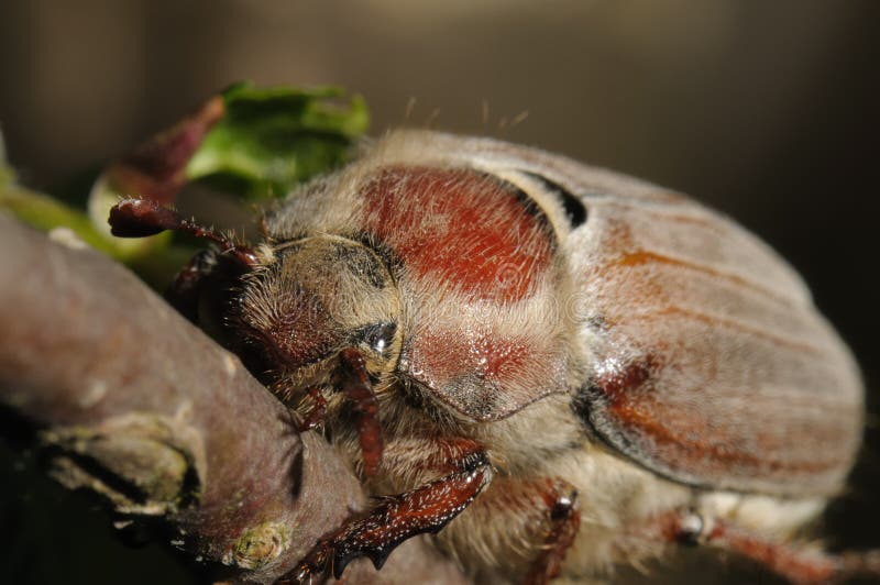May-bug (Melolontha Vulgaris) Stock Photo - Image of wing, chafer: 11553484