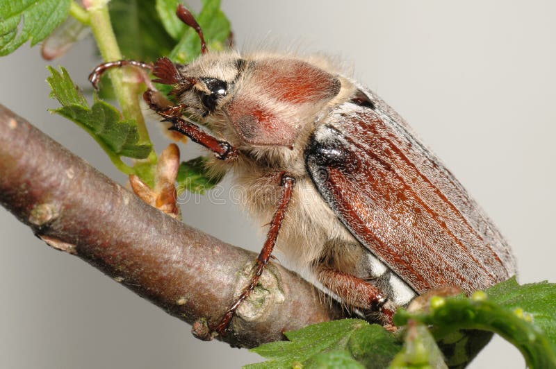 May-bug (Melolontha Vulgaris) Stock Image - Image of animals, flying ...