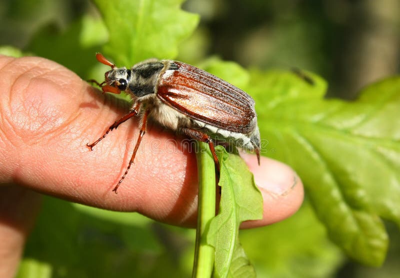 May bug (Scarabaeidae) stock photo. Image of biology, branch - 9427466