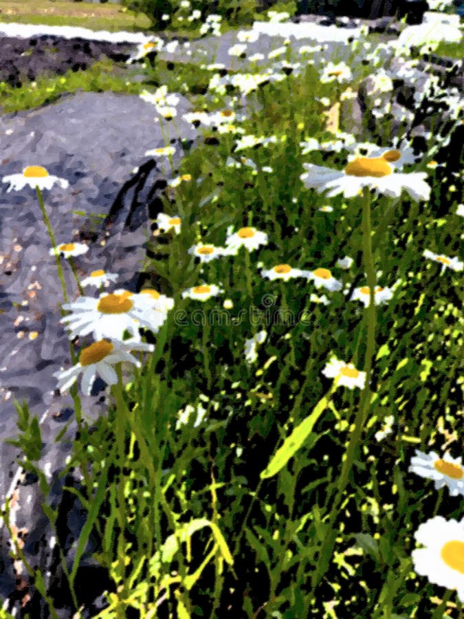 In May, Daisies Bloomed in the Country Stock Image - Image of ...