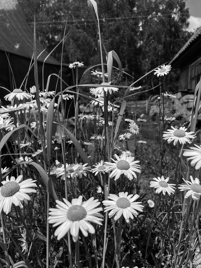 In May, Daisies Bloomed in the Country Stock Photo - Image of flower ...