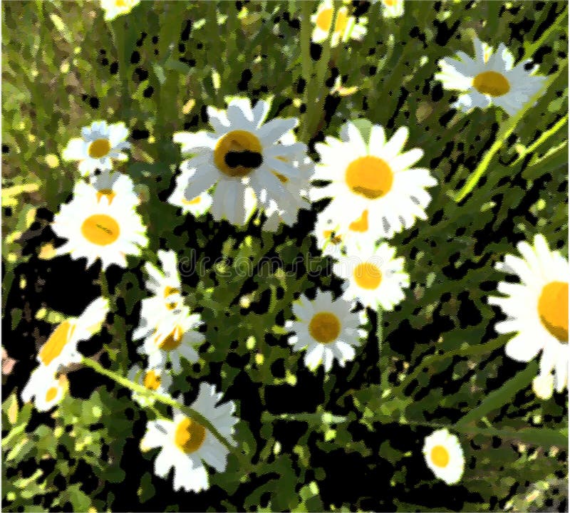 In May, Daisies Bloomed in the Country Stock Photo - Image of beauty ...