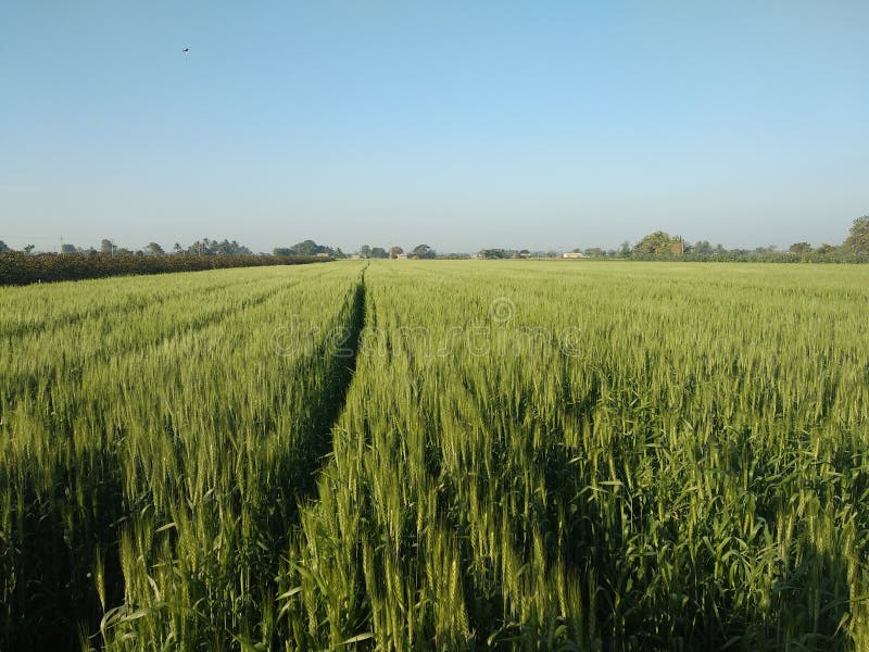 May Farm is Byuttifull Have a Nice Stock Photo - Image of farm, nice ...