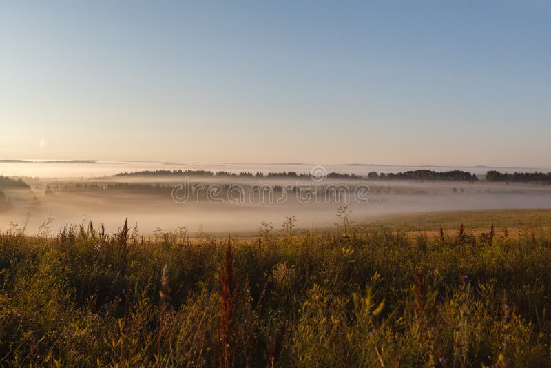 The May Field in the Sun and the Fog Stock Image - Image of height ...