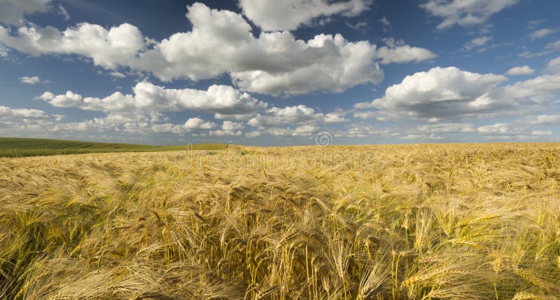 The May field in the sun stock image. Image of fairytale - 48657855