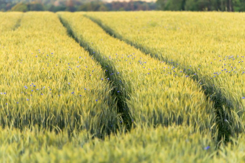 May a field of wheat stock photo. Image of beautiful - 183055958
