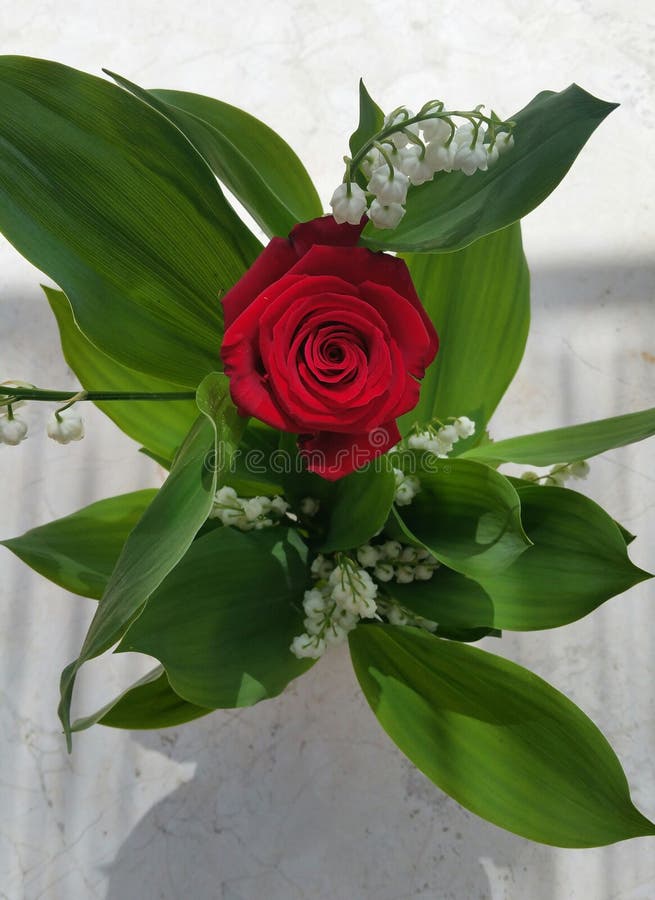 1 of May stock image. Image of roses, muguet, flowers - 96149733