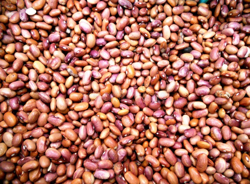 May flower bean stock photo. Image of brown, pink, beans - 136550634