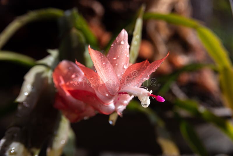 May Flower with Dew in a Garden Stock Photo - Image of water, spring ...