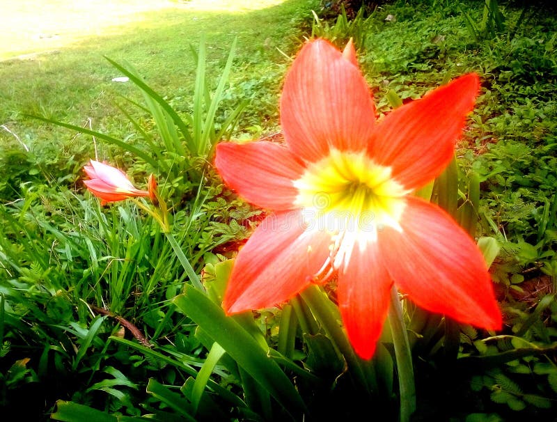 A May flower photo stock image. Image of phot, photom - 182054677