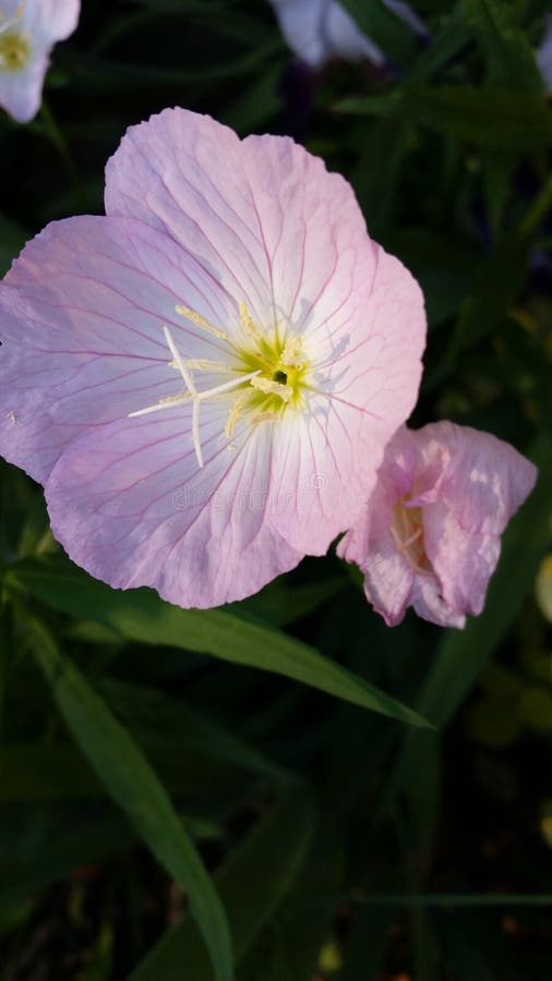 May flowers stock image. Image of plant, bloom, flowers - 53836389
