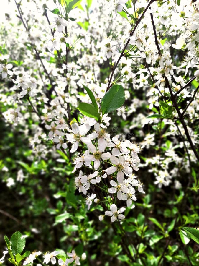 May Flowers Summer Sunny Photo Stock Image - Image of wildflower ...