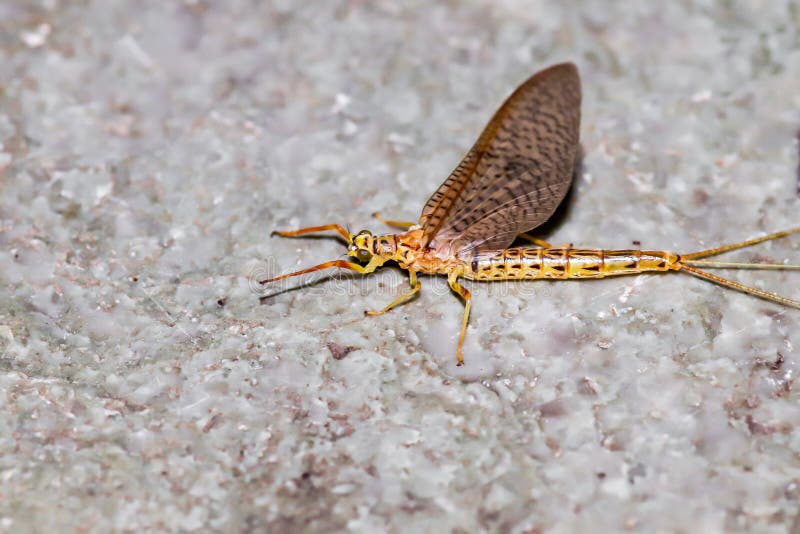 May fly in macro stock image. Image of colourful, close - 163020055