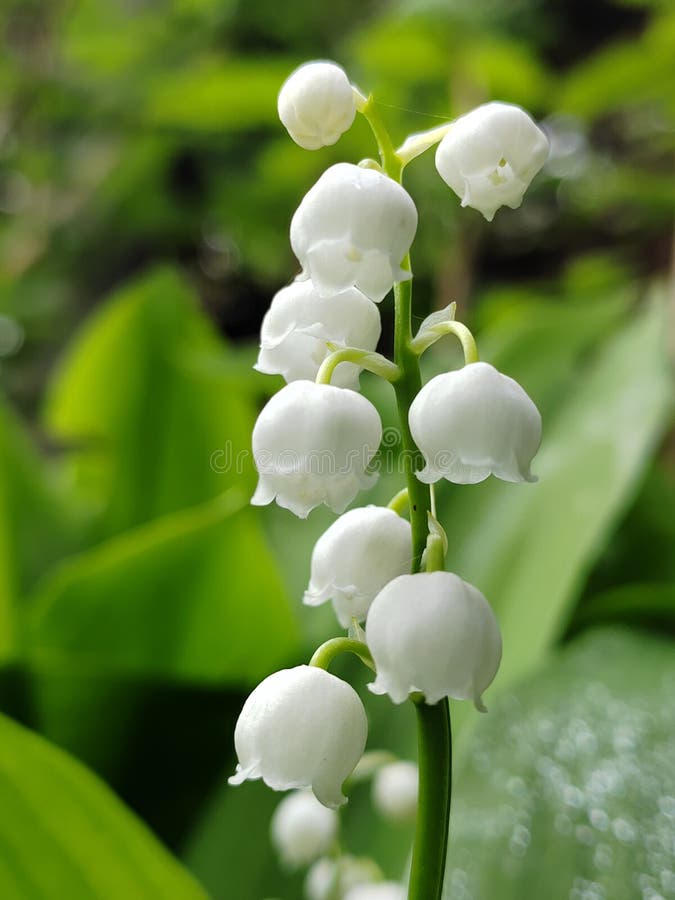 In May, Forest Lilies of the Valley Bloom Stock Photo - Image of forest ...