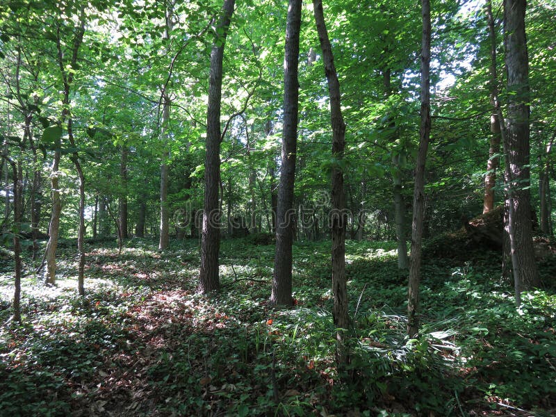 May Forest in Washington DC Stock Image - Image of leaves, washington ...