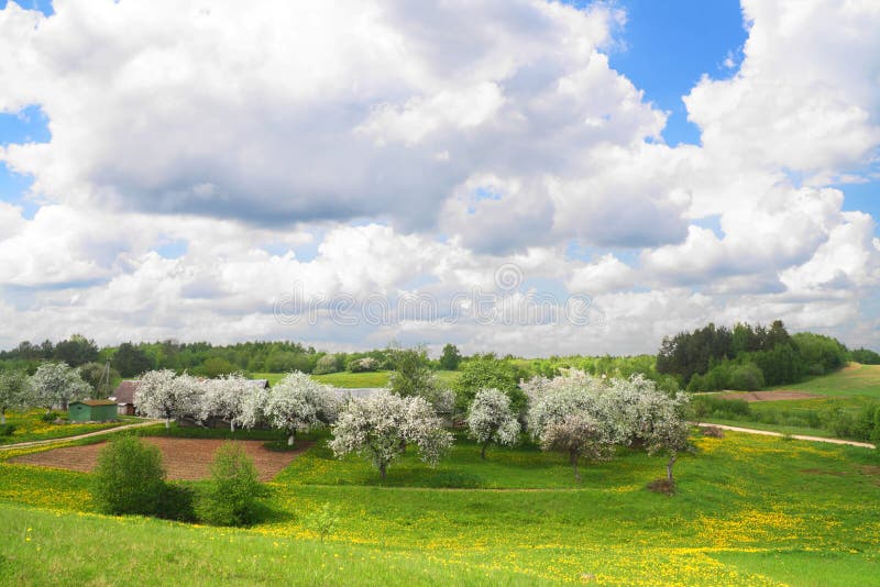 May Landscape with Blossoming Apple-trees Stock Image - Image of fruit ...