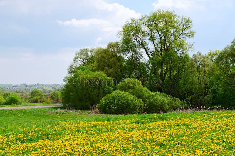 May Landscape with Blossoming Dandelions Stock Photo - Image of shrub ...