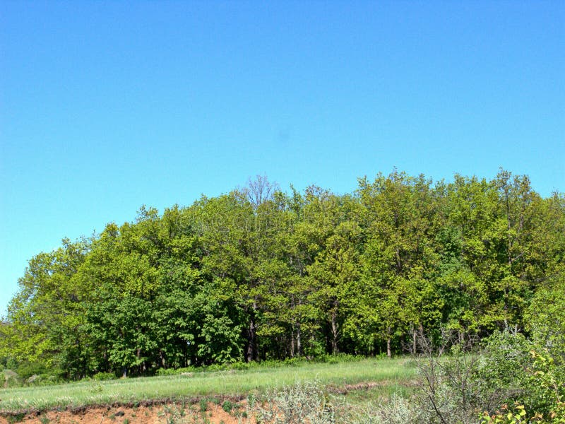May landscape stock photo. Image of forest, tree, sunny - 103348966