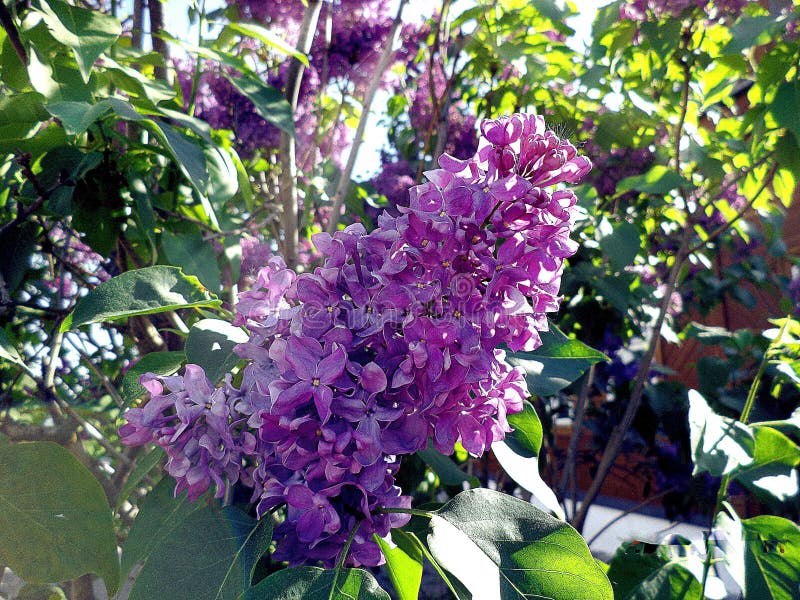 May lilac stock photo. Image of tree, blooming, brushes - 215522550