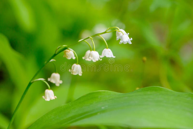 May Lilies of the Valley Blossom with White Buds in the Form of Bells ...