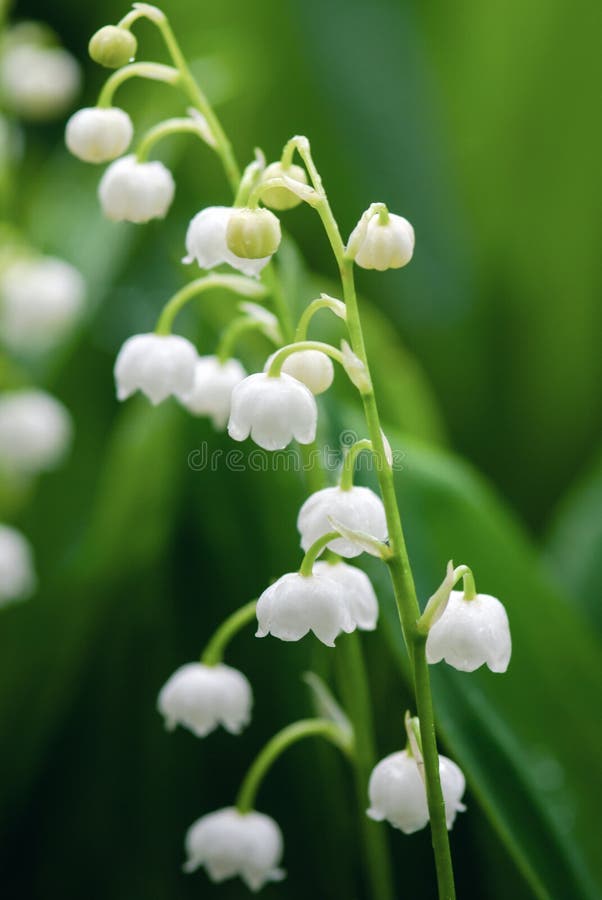 May Lilies Lilies of the Valley Flowering in Spring, Closeup Stock ...