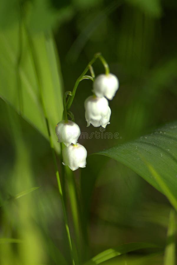 The may lilly white flower stock image. Image of lilly - 249642197