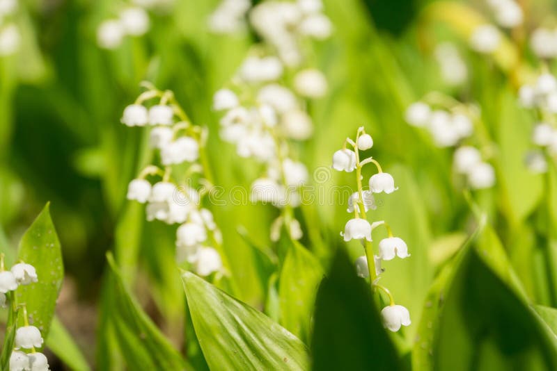 May Lily Blooming stock image. Image of nature, spring - 87742217
